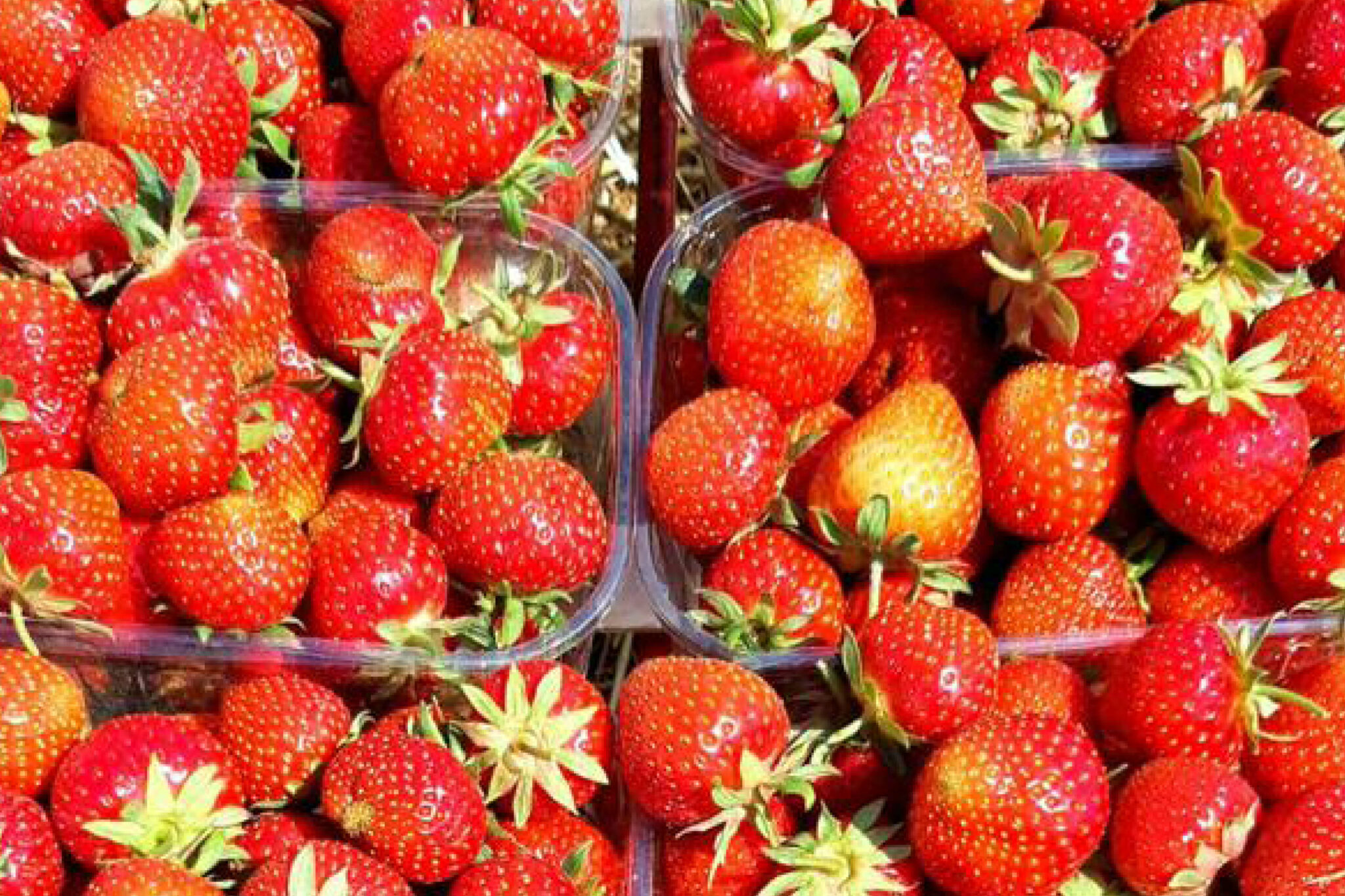 Zuckersüße, rote Früchte sorgen für Sommer-Feeling - Sachsenobst